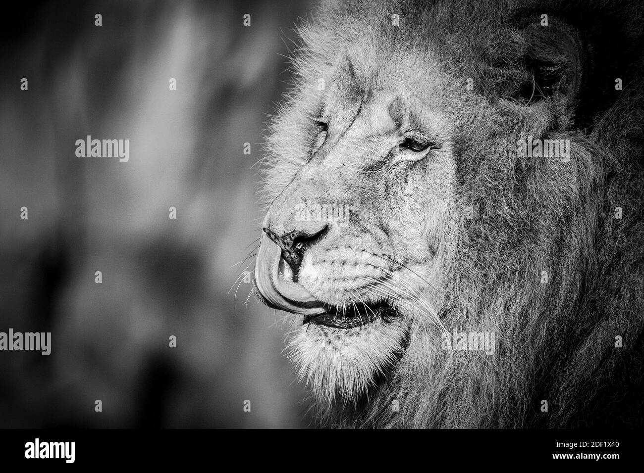 Southeast African Lion - Lion d'Afrique du Sud at the Zooparc Of ...