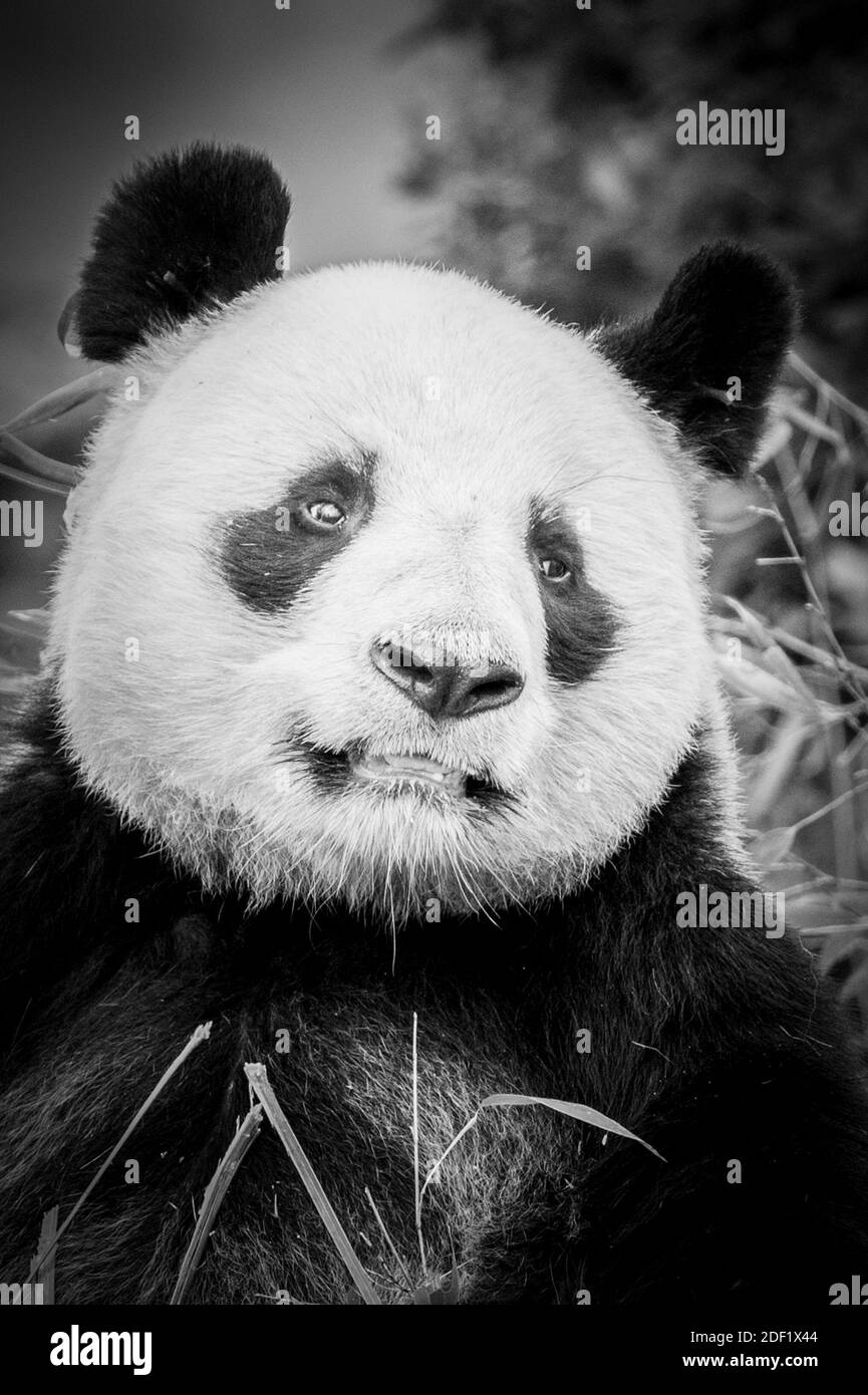 Giant Panda - Pandas geants at the Zooparc Of Beauval in Saint-Aignan ...
