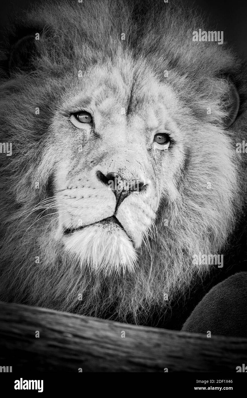 Southeast African Lion - Lion d'Afrique du Sud at the Zooparc Of ...