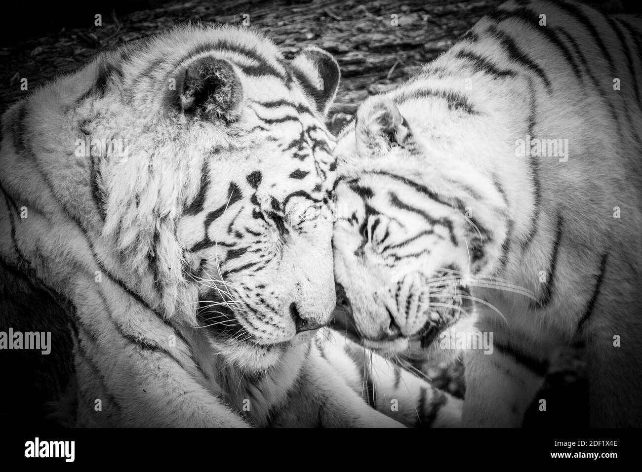 White Tiger - Tigres Blancs at the Zooparc Of Beauval in Saint-Aignan ...