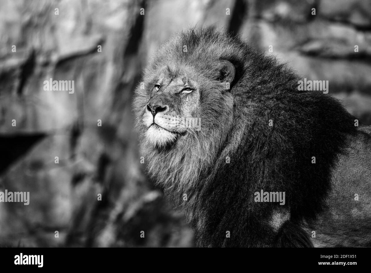 Southeast African Lion - Lion d'Afrique du Sud at the Zooparc Of ...