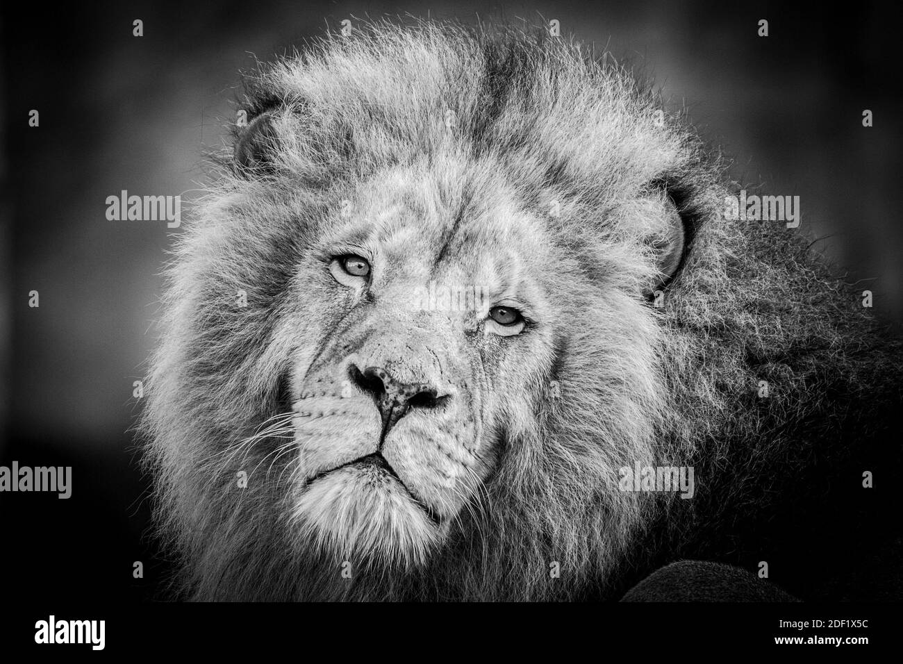 Southeast african lion Black and White Stock Photos & Images - Alamy