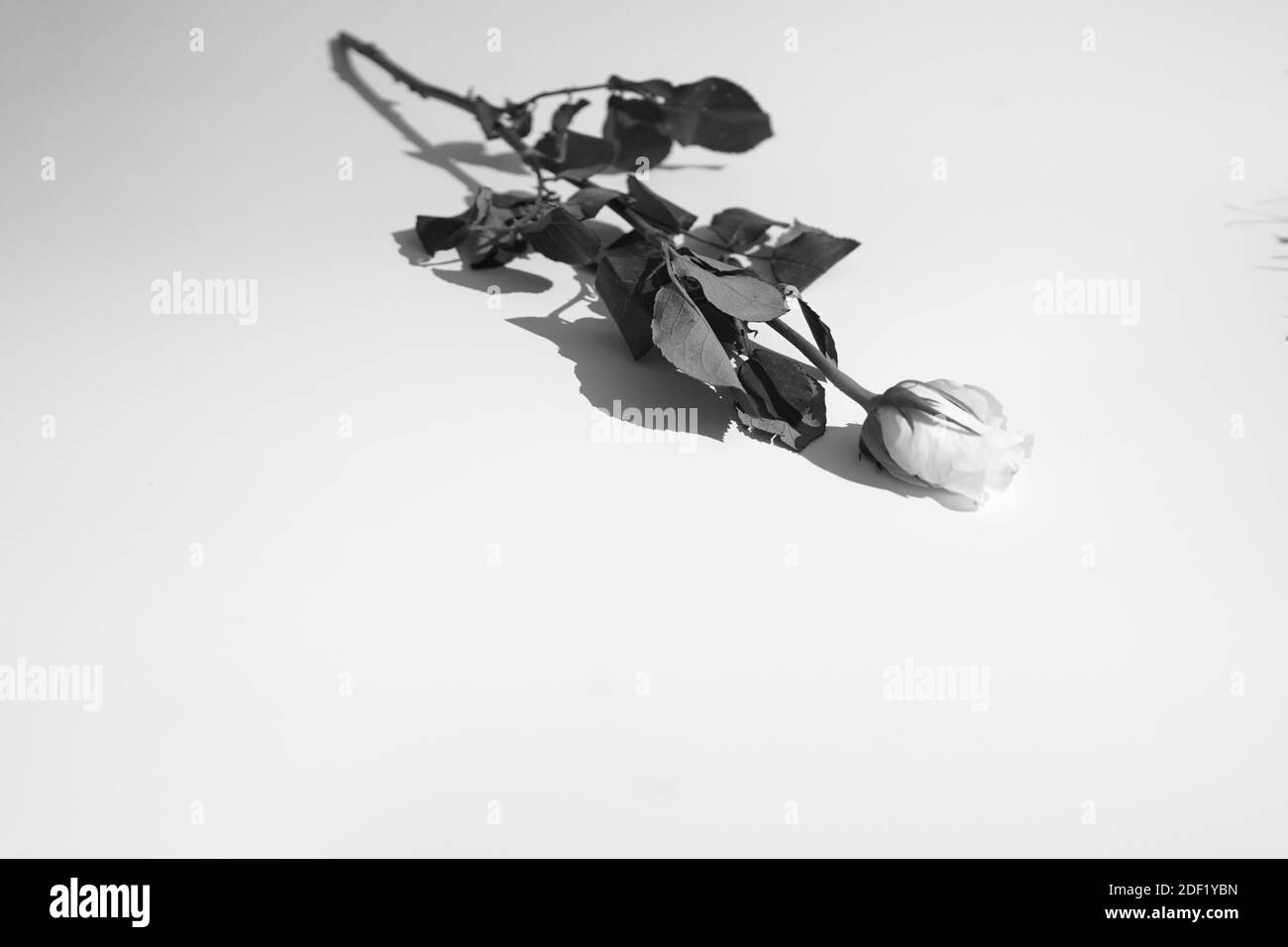 South rose Black and White Stock Photos & Images - Alamy