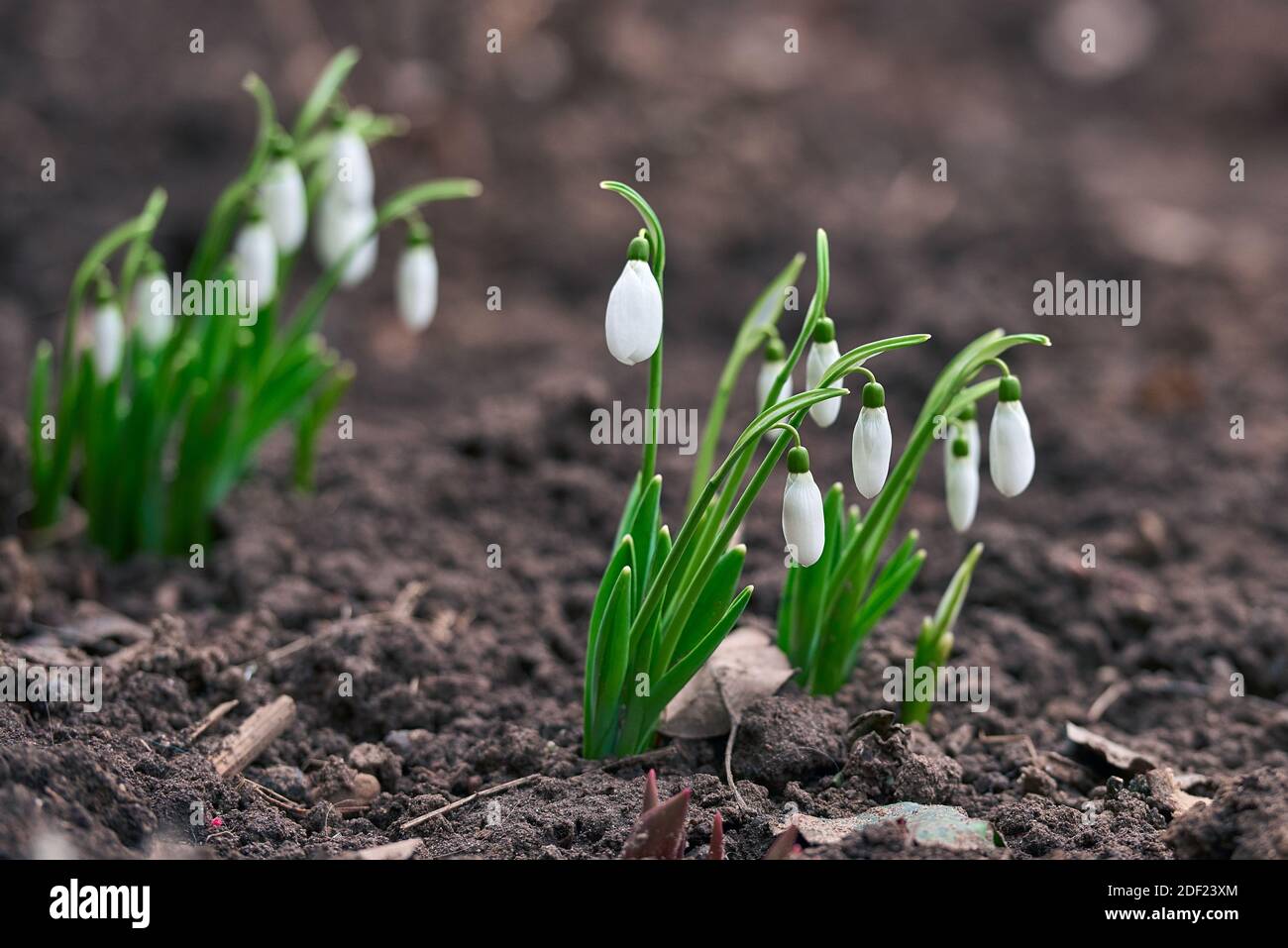 Snowdrop spring flowers. Delicate Snowdrop flower is one of the spring ...
