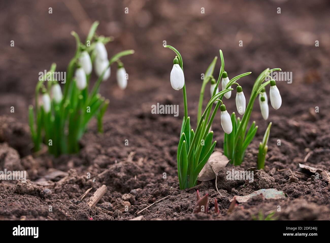 Snowdrop spring flowers. Delicate Snowdrop flower is one of the spring ...