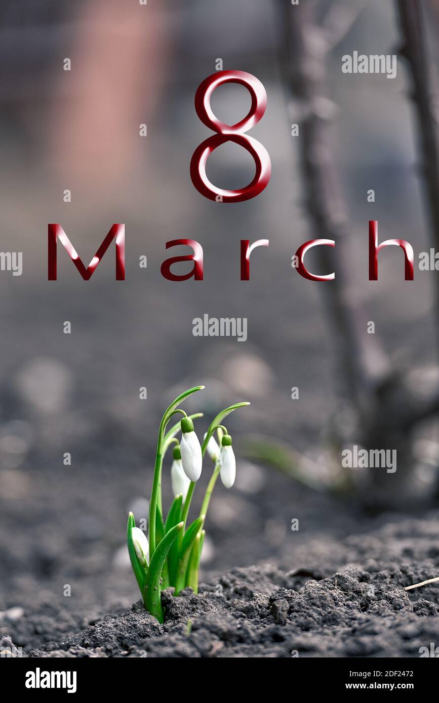 Fresh spring snowdrop flowers in the forest. Happy womens day 8 march ...