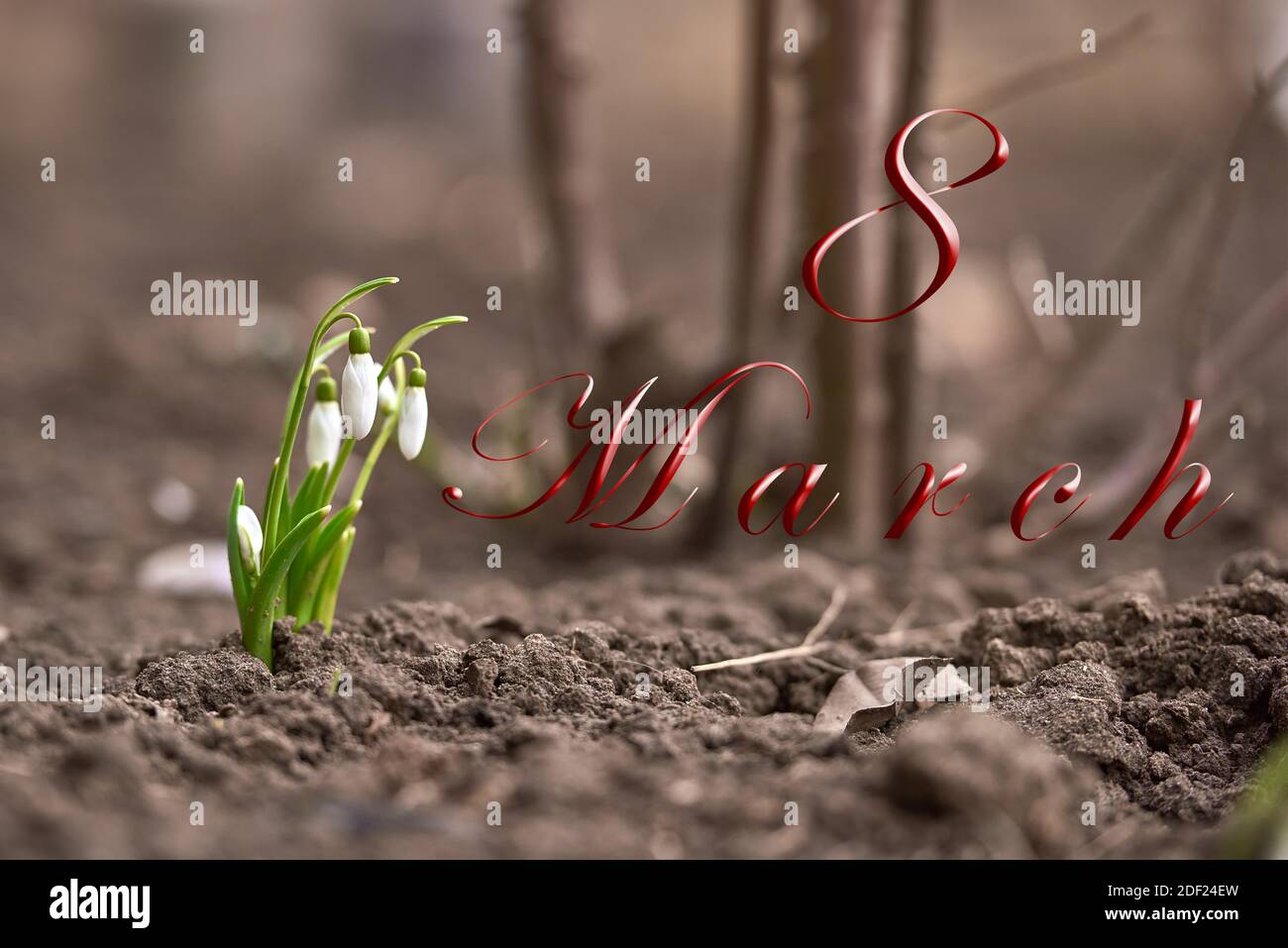 Fresh spring snowdrop flowers in the forest. Happy womens day 8 march ...