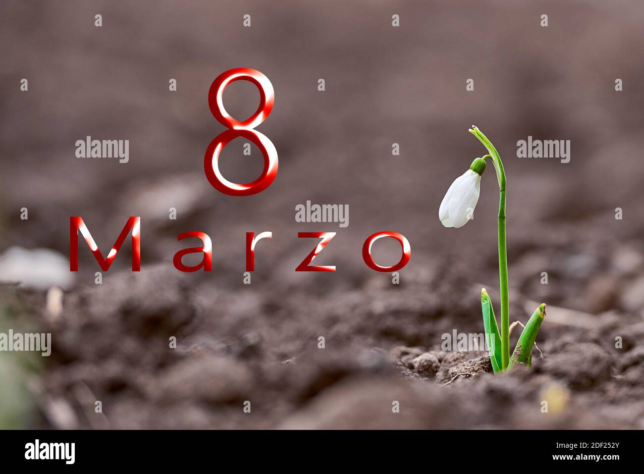 Fresh spring snowdrop flowers in the forest. Happy womens day 8 march ...