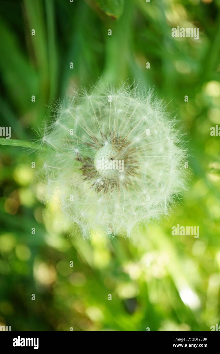 A vertical shot of the upper part of a dandelion Stock Photo - Alamy