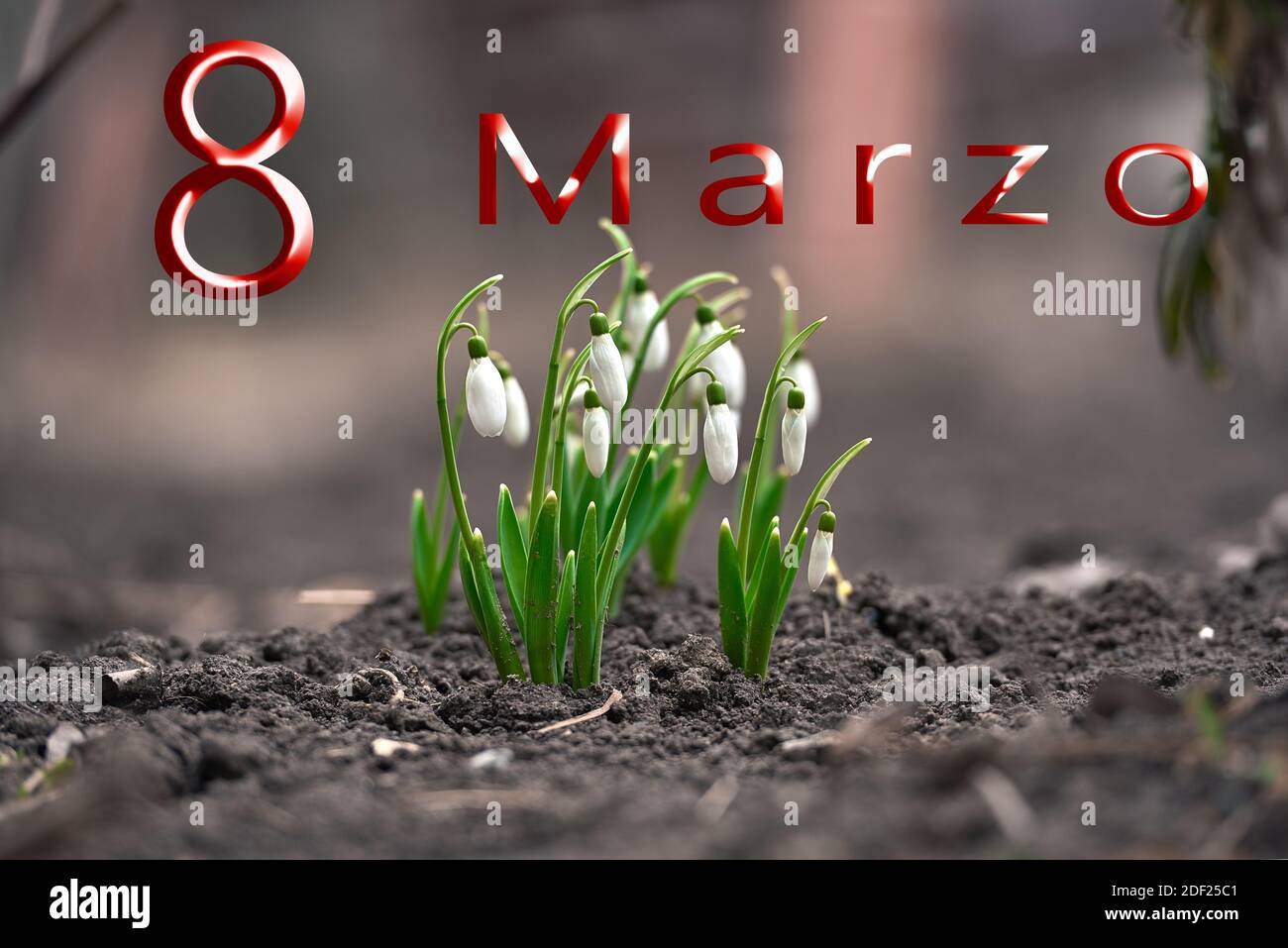 Fresh spring snowdrop flowers in the forest. Happy womens day 8 march ...