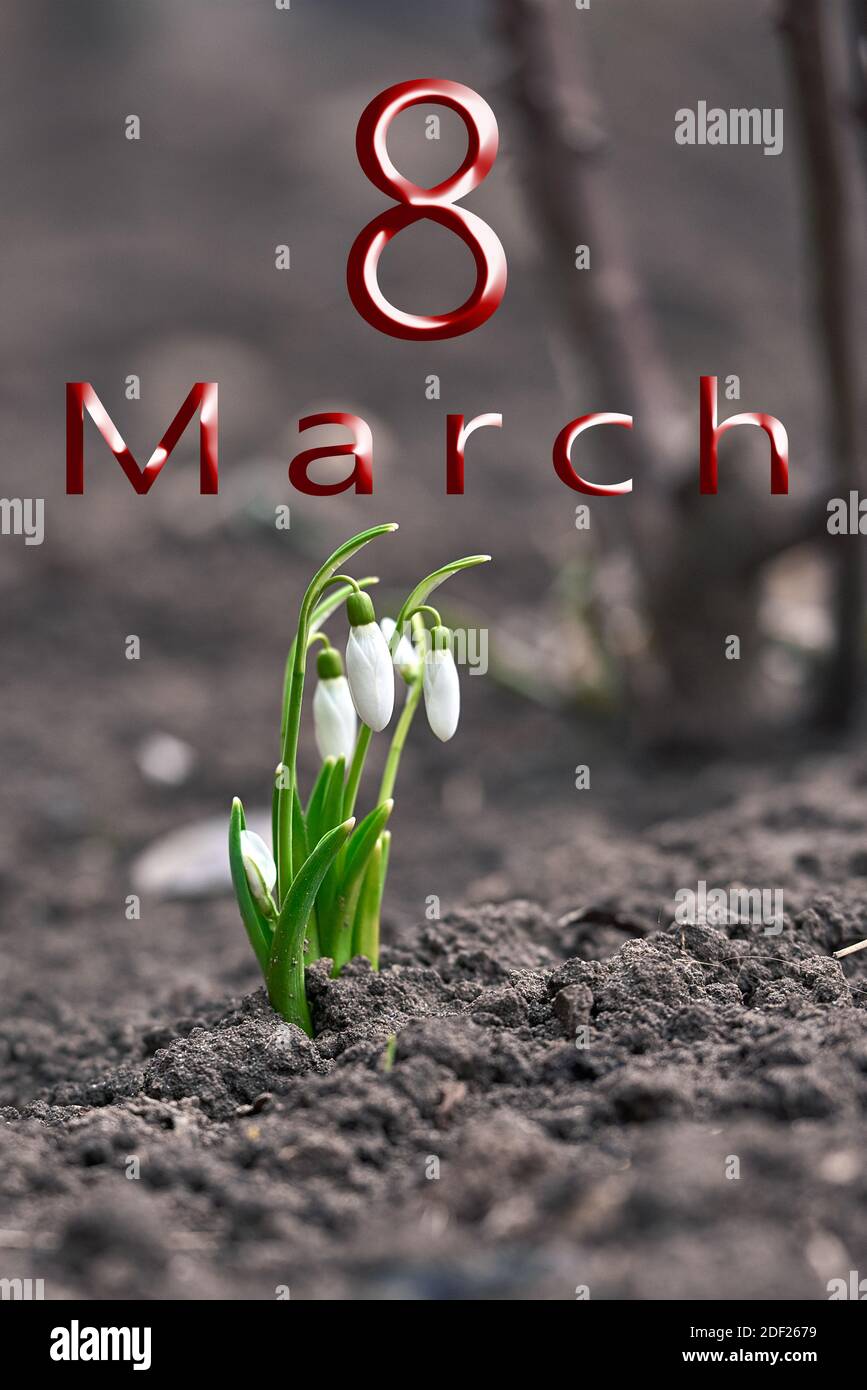 Fresh spring snowdrop flowers in the forest. Happy womens day 8 march ...