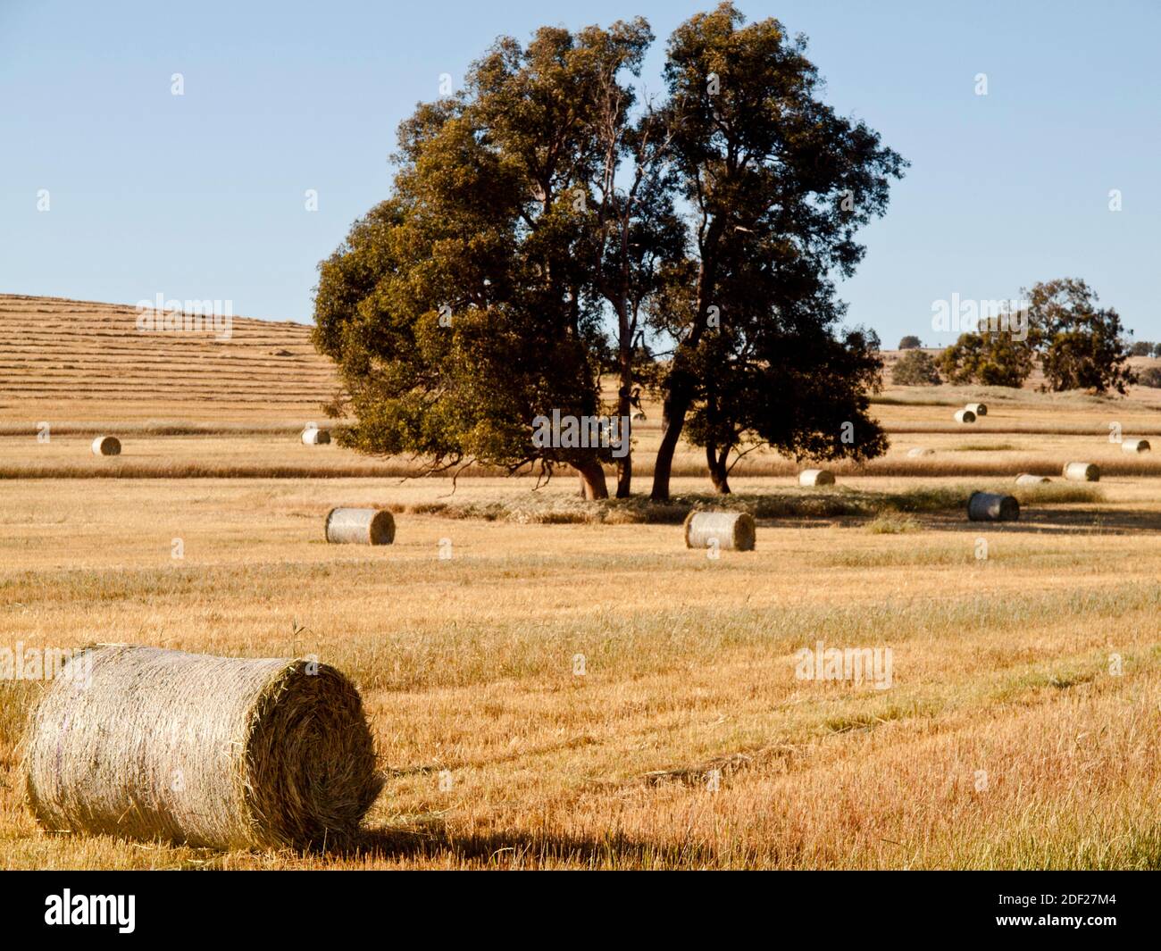 Newly rolled haystacks drying in a field at harvest time near Moora ...