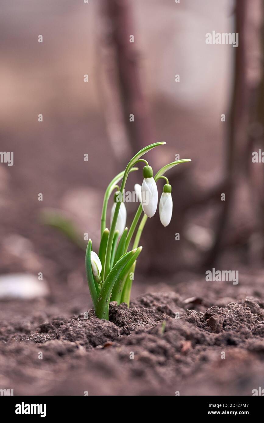 Snowdrop spring flowers. Delicate Snowdrop flower is one of the spring ...