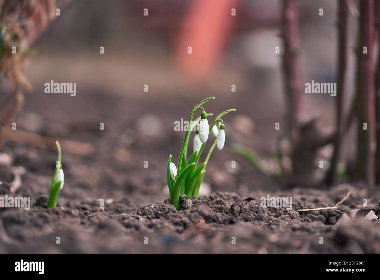 Snowdrop spring flowers. Delicate Snowdrop flower is one of the spring ...