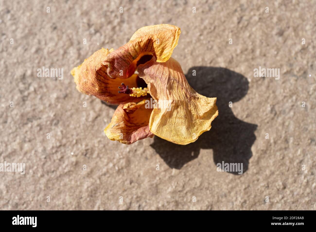 faded flower on the ground Stock Photo - Alamy