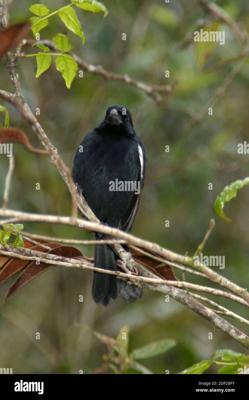 Some of the beautiful Cuban species of birds Stock Photo - Alamy
