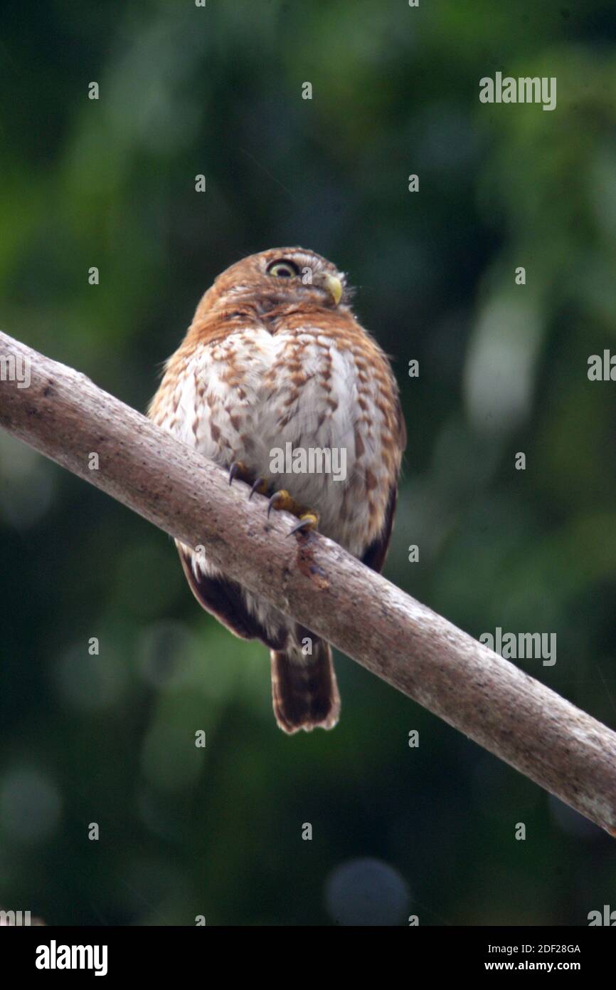 Some of the beautiful Cuban species of birds Stock Photo - Alamy