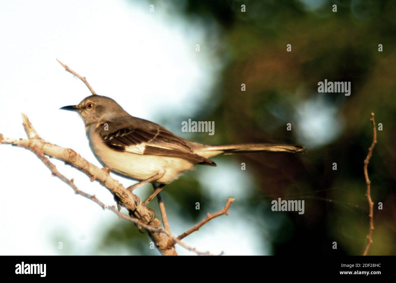 Some of the beautiful Cuban species of birds Stock Photo - Alamy