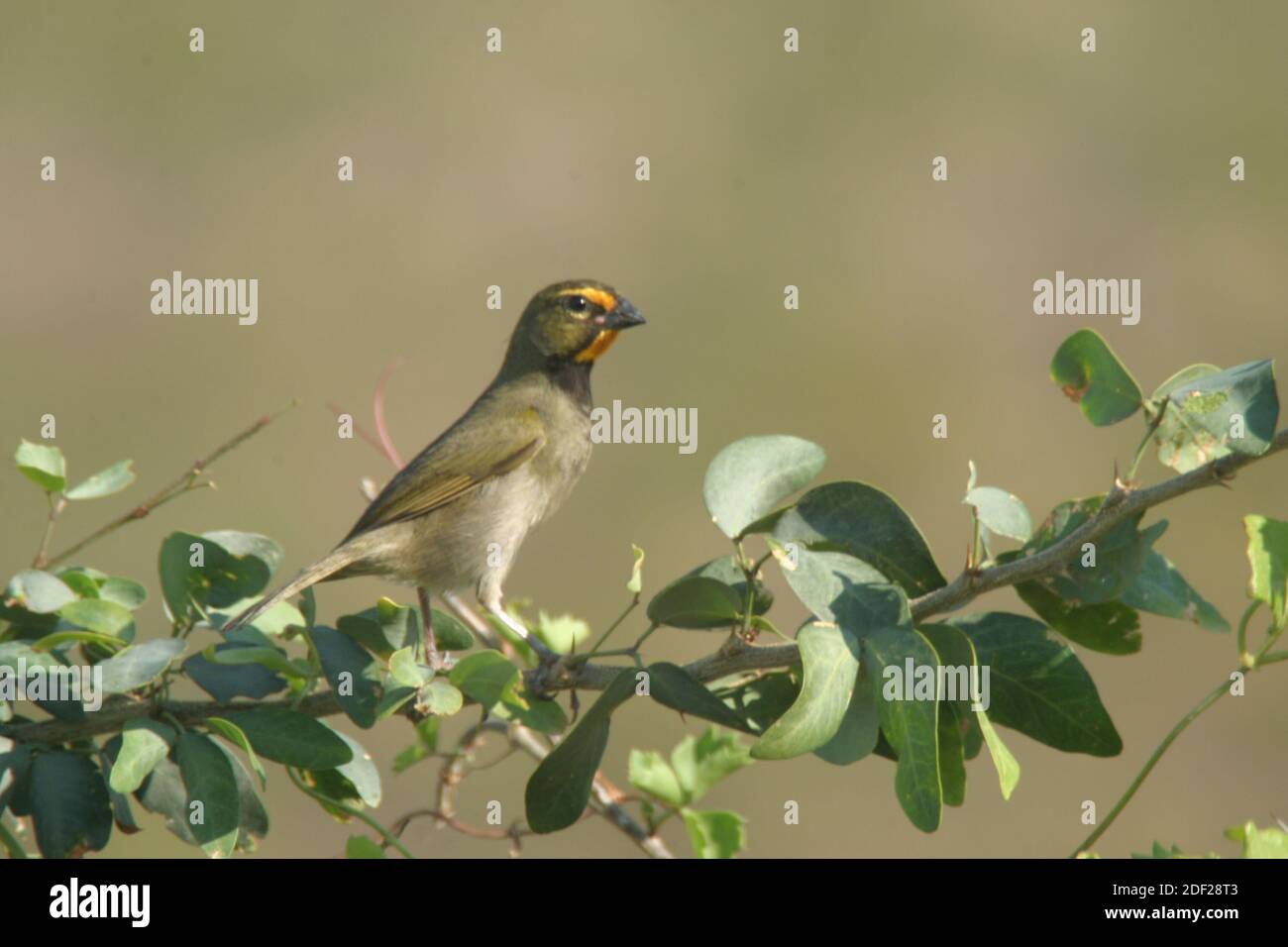 Aves cubanas hi-res stock photography and images - Alamy