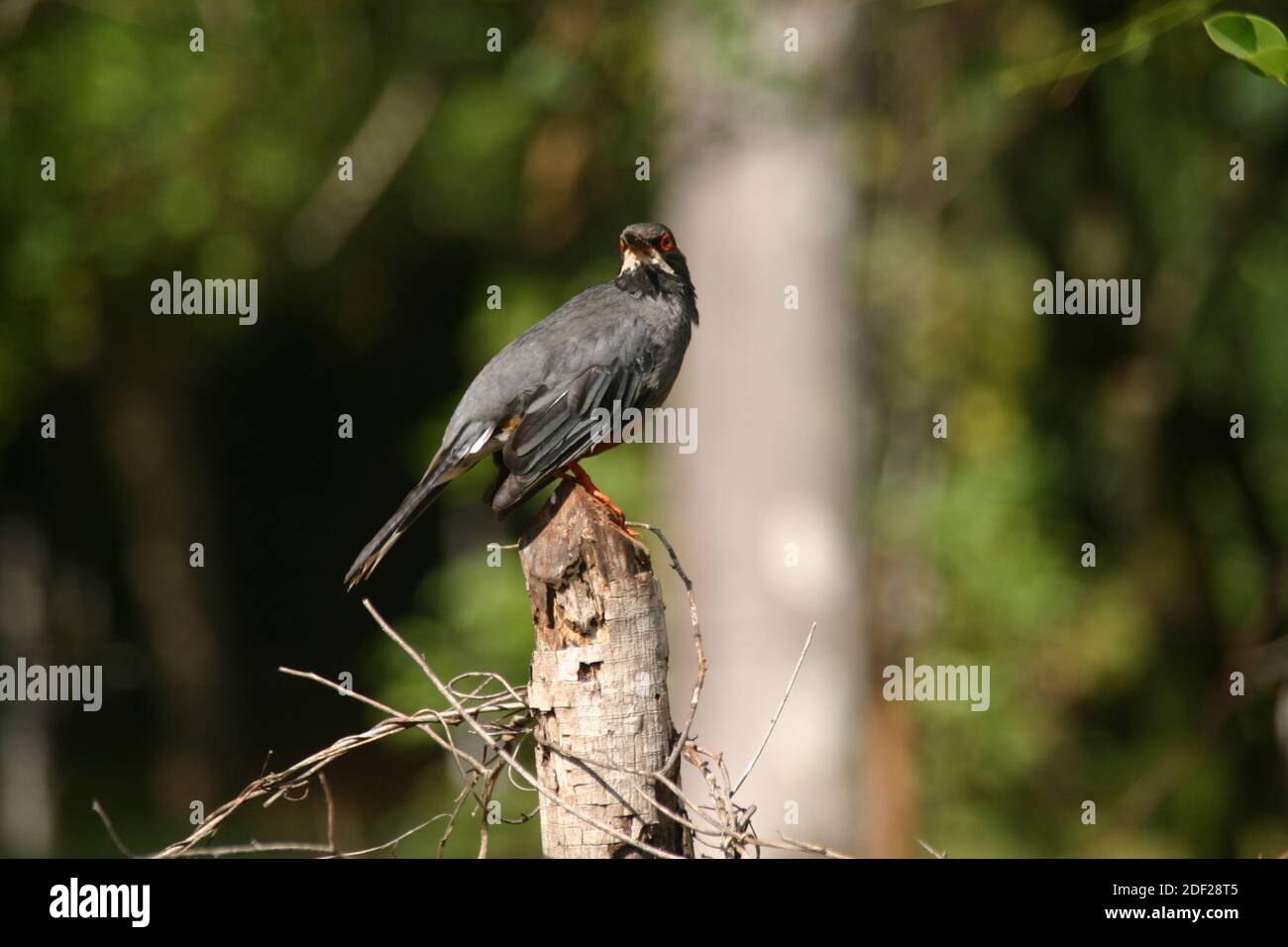 Some of the beautiful Cuban species of birds Stock Photo - Alamy
