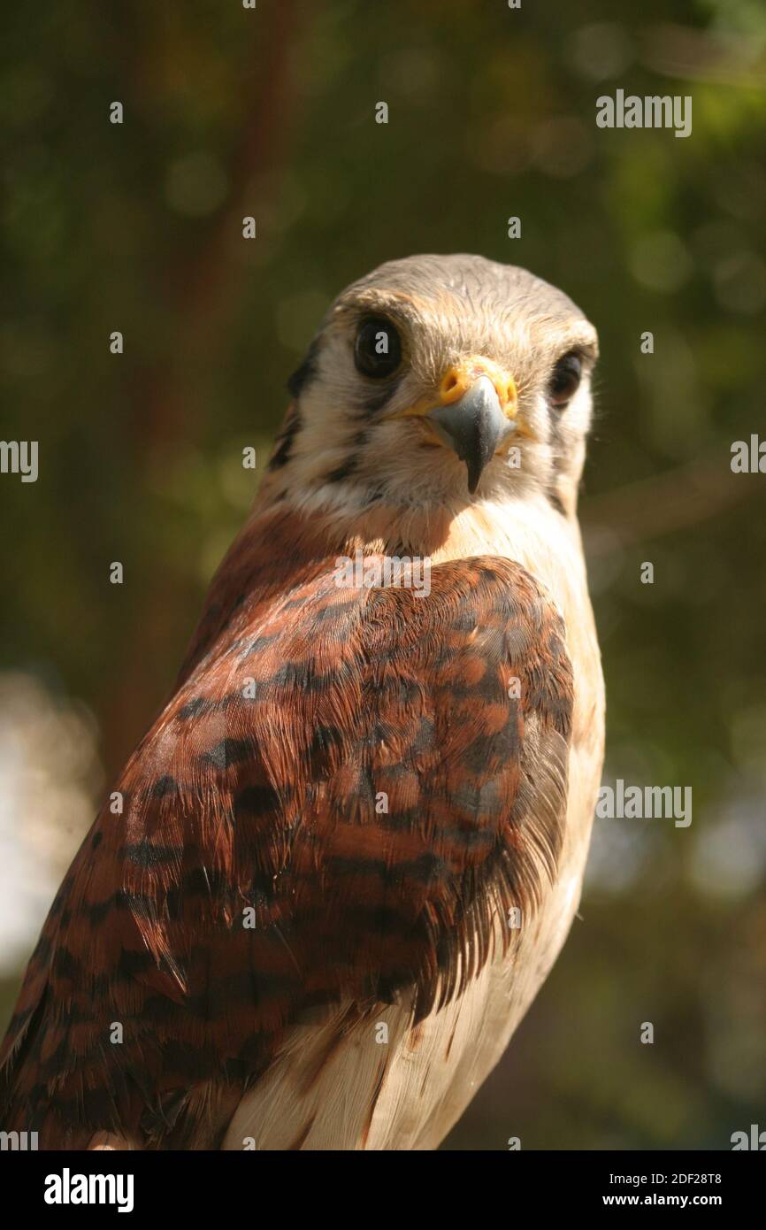 Some of the beautiful Cuban species of birds Stock Photo - Alamy