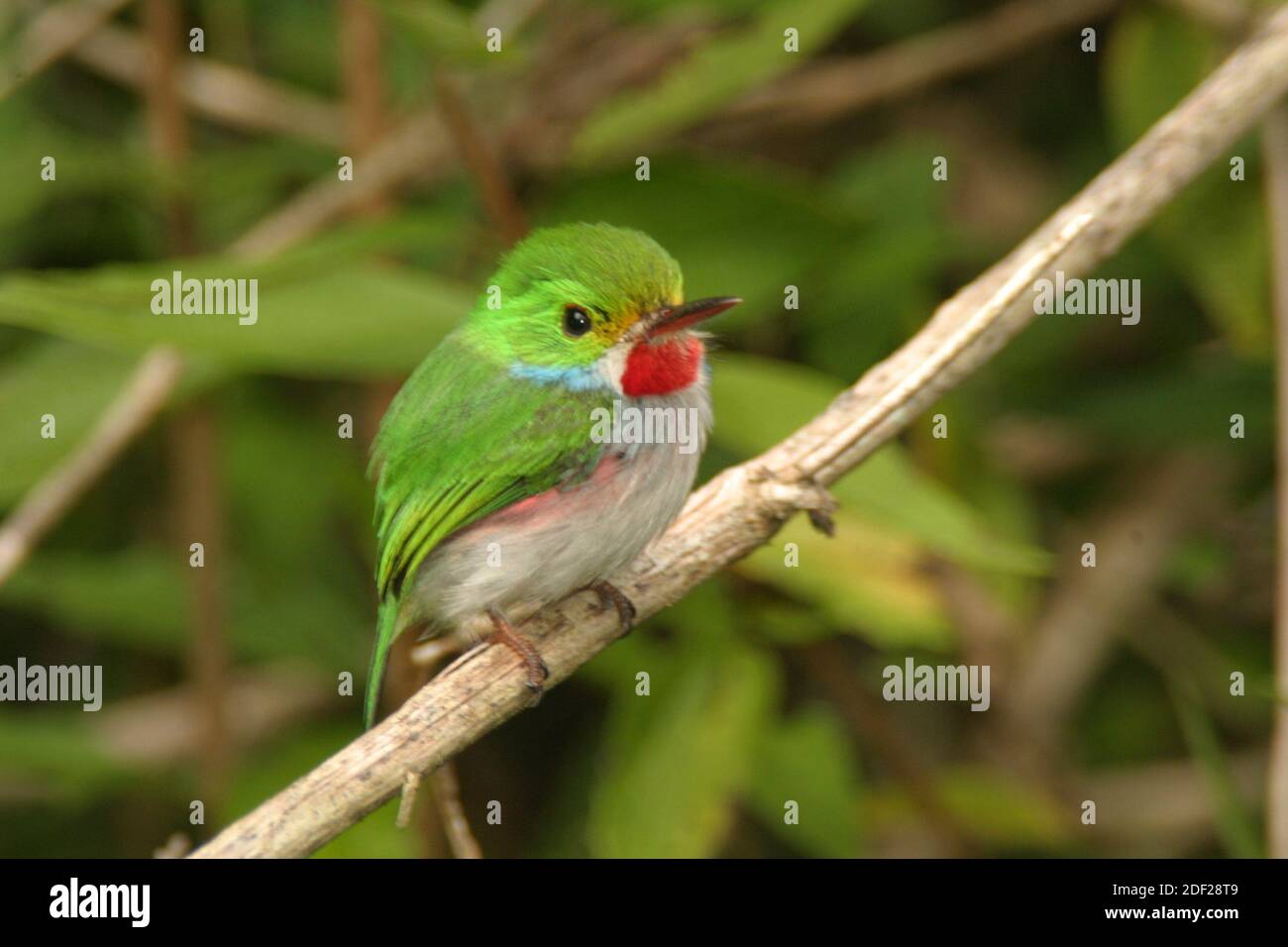 Some of the beautiful Cuban species of birds Stock Photo - Alamy