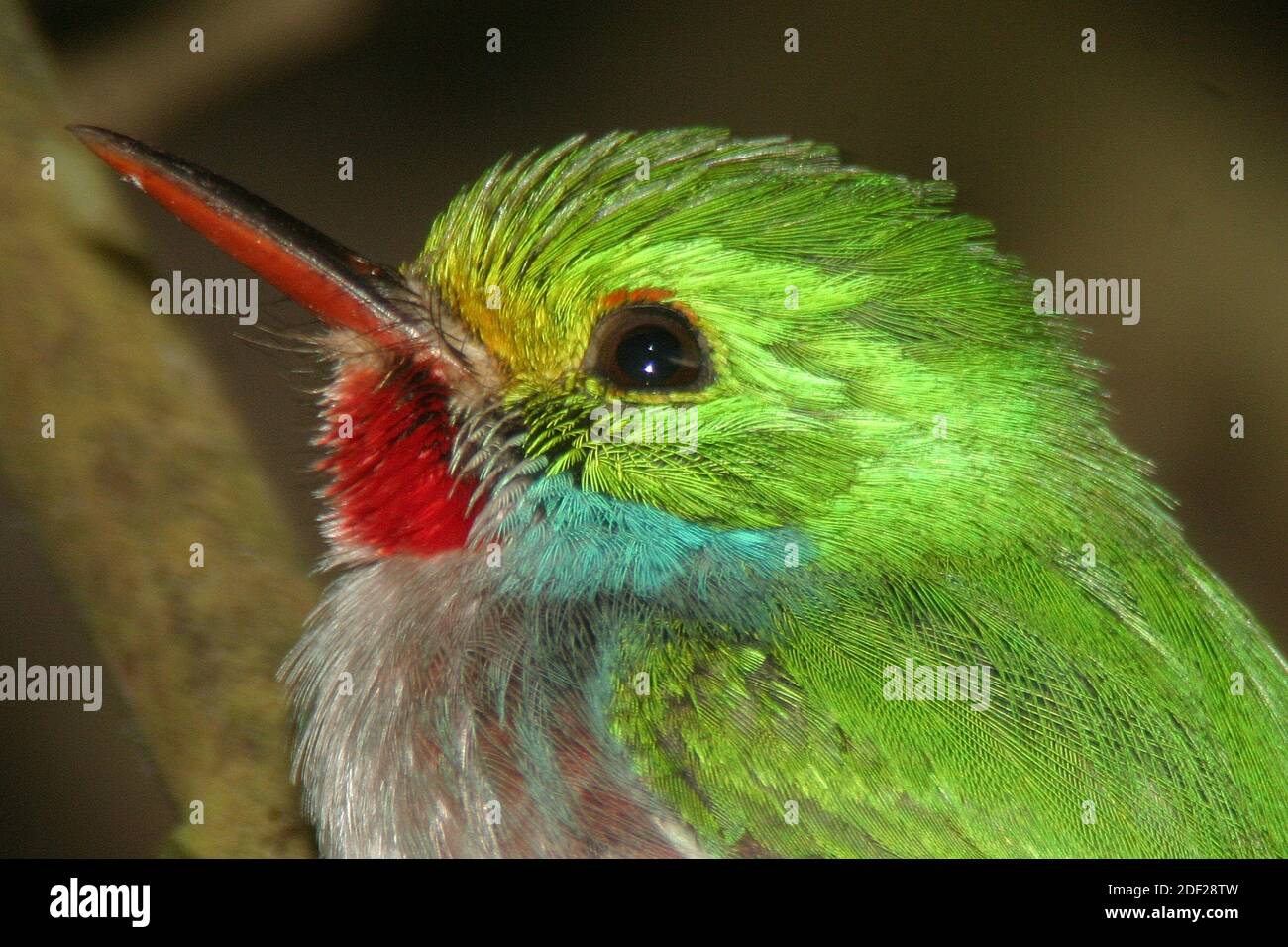 Cuban birds hi-res stock photography and images - Alamy