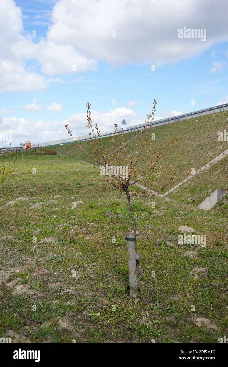 A dried dead plant on a grassy field Stock Photo - Alamy