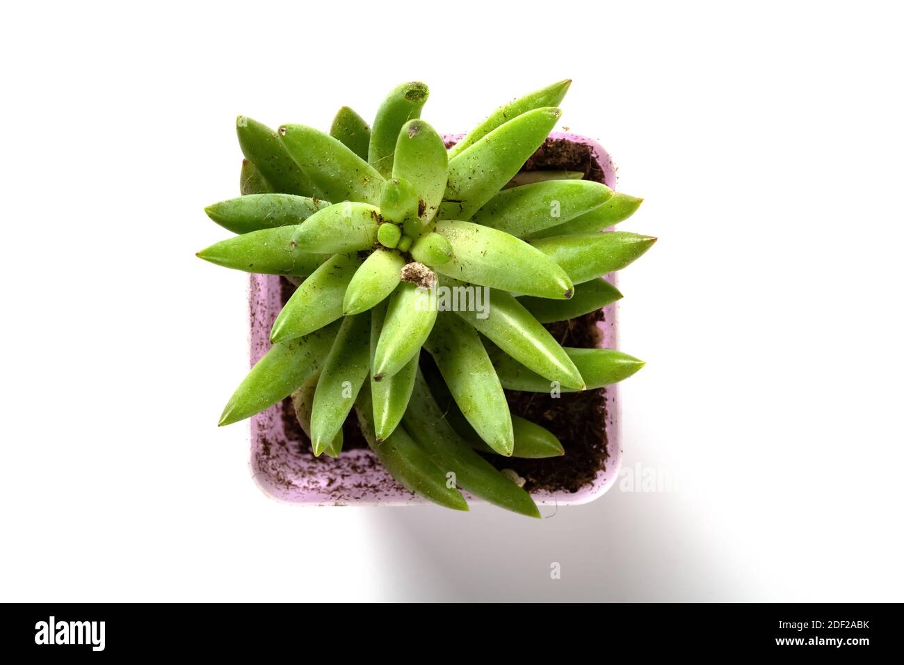 top view pot of green succulent plant on a white background Stock Photo ...
