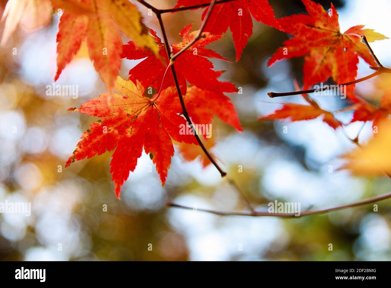 Red leaves of Korea maple. Natural autumn background. Bright maple tree ...