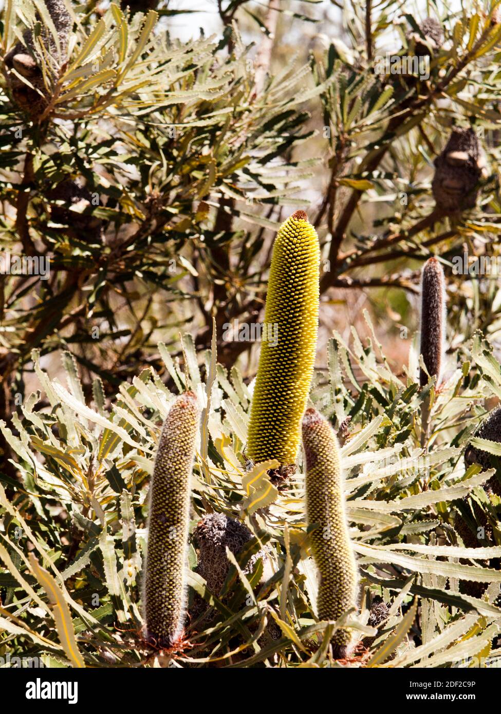 Banksia attenuata (candlestick banksia) on roadside verge near Moora ...