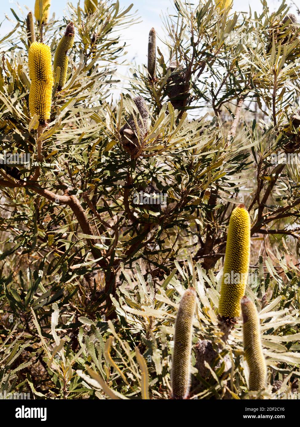 Banksia attenuata (candlestick banksia) on roadside verge near Moora ...