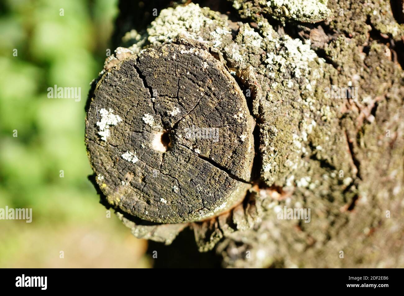 A soft focus of a tree branch stump Stock Photo - Alamy