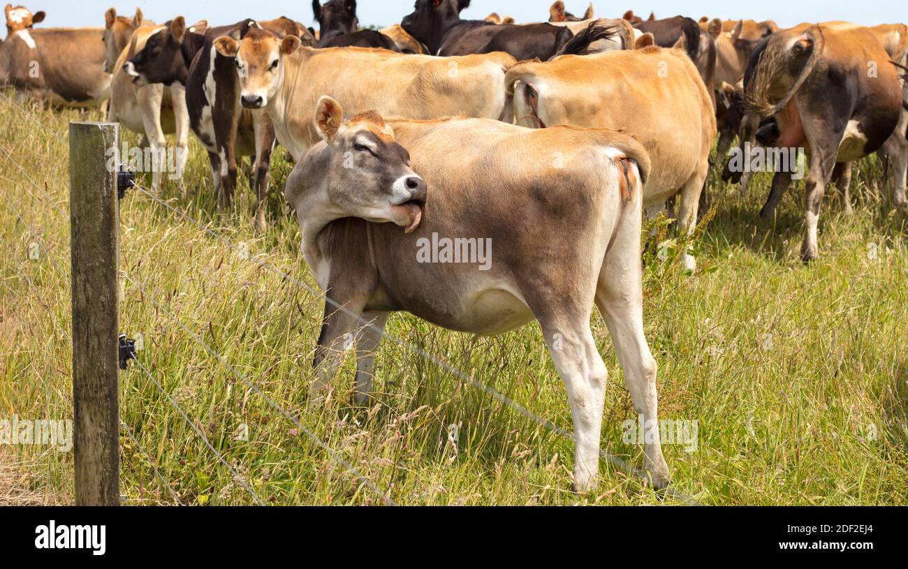 Cow farmer new zealand hi-res stock photography and images - Alamy