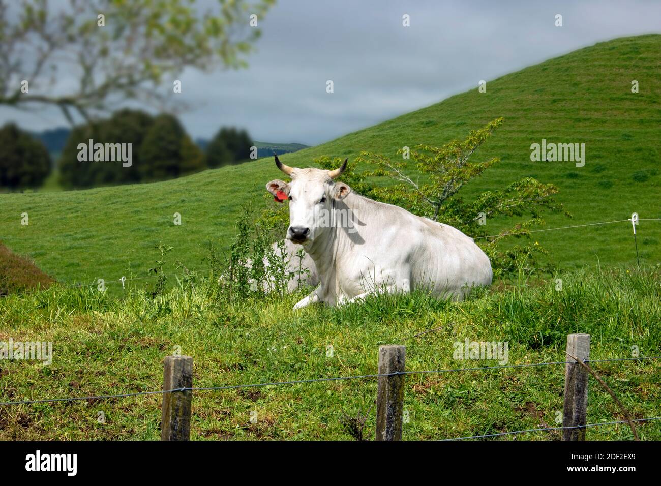 White Bull laying in grass Stock Photo - Alamy
