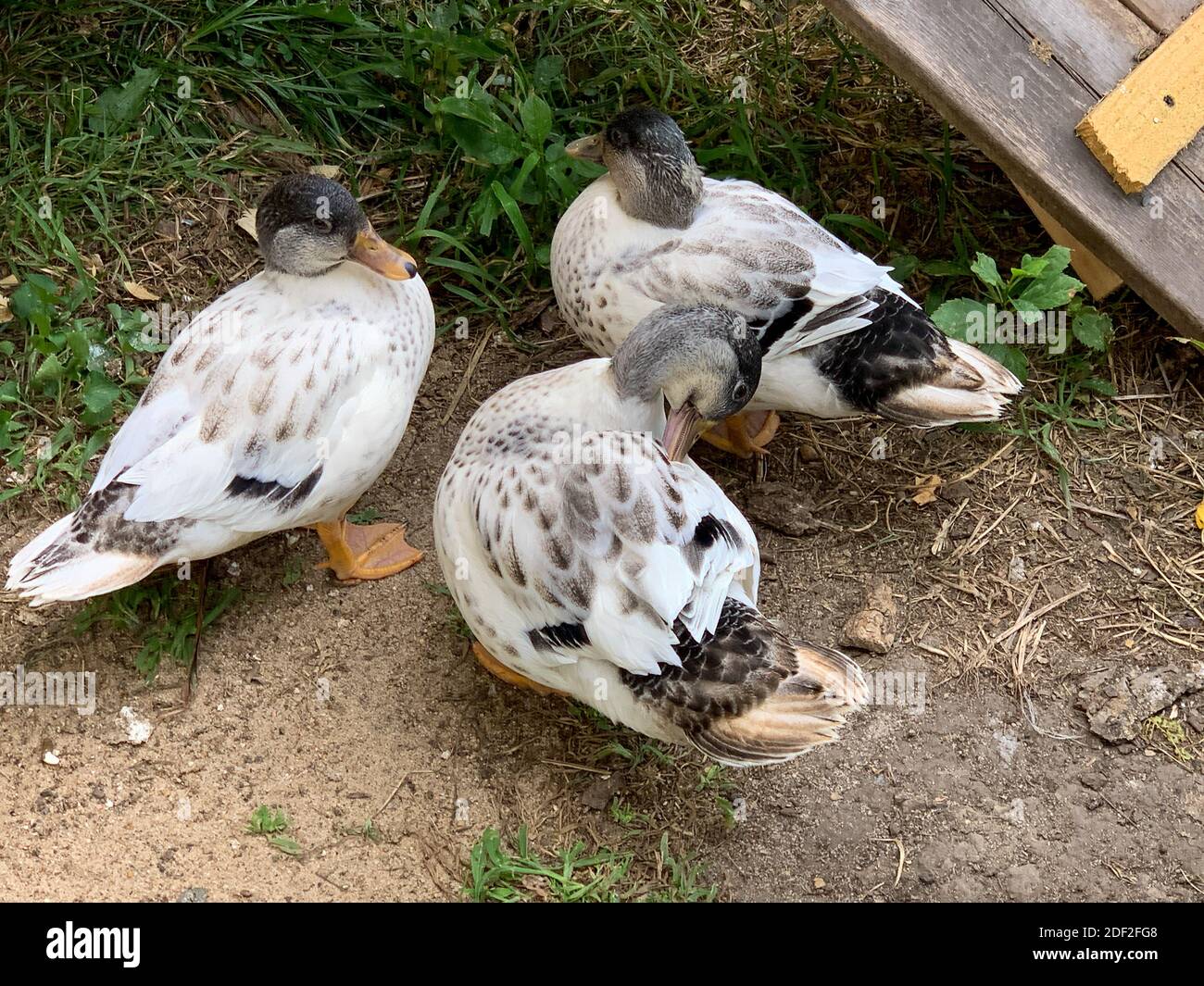 Cute backyard animals hi-res stock photography and images - Alamy