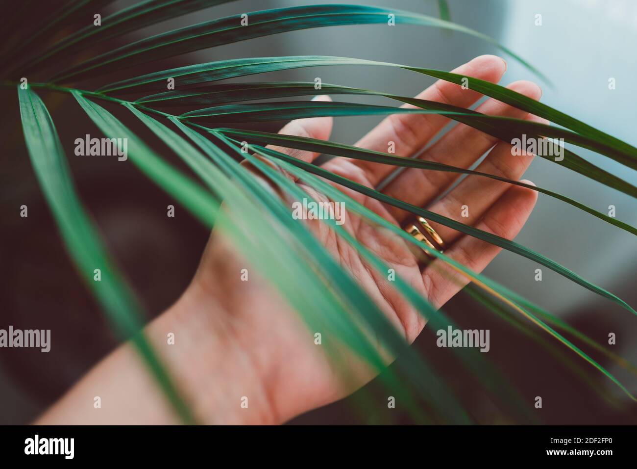 close-up of hand touching palm tree leafindoor next to window light ...