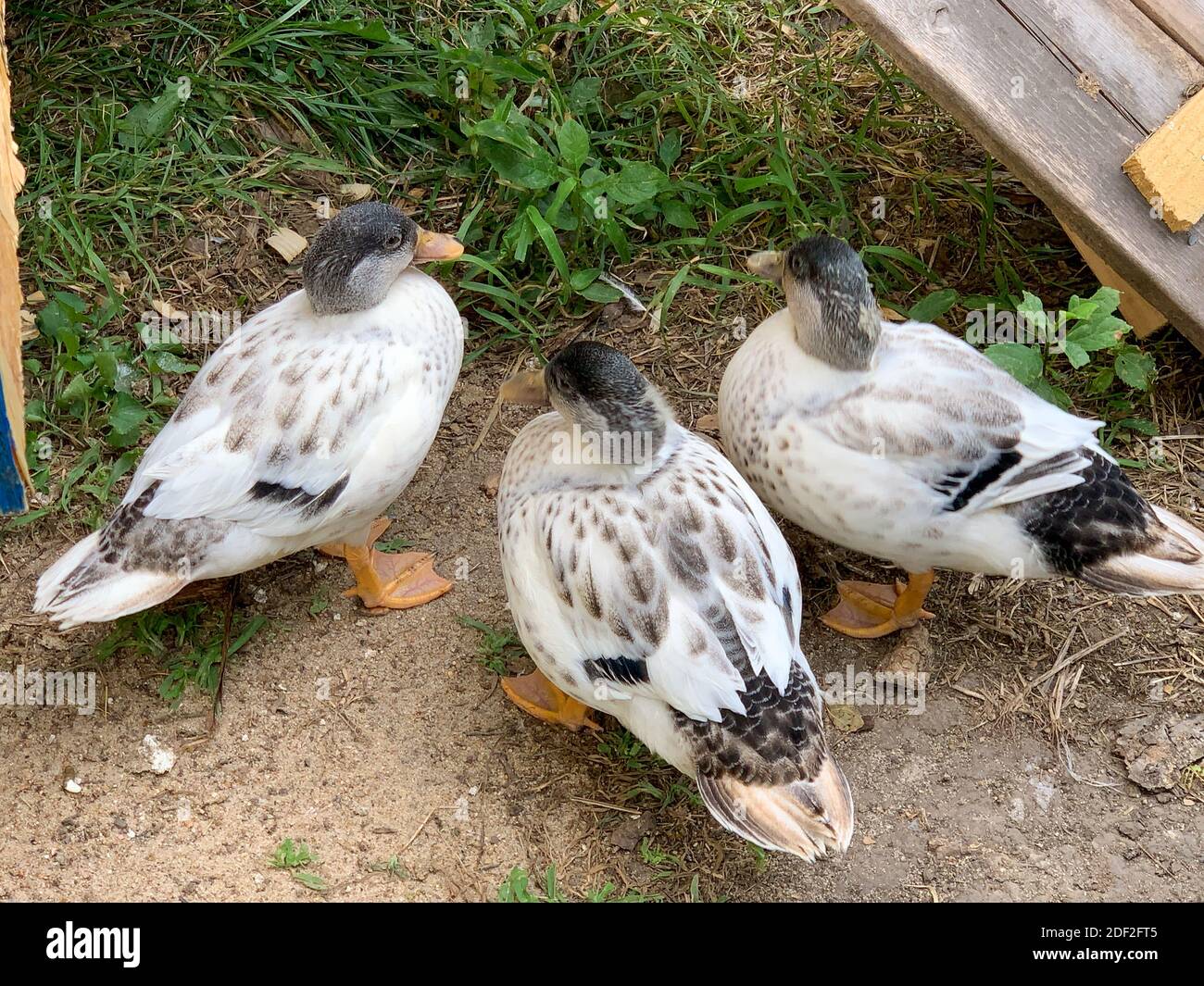 Colorfull Animal High Resolution Stock Photography and Images - Alamy