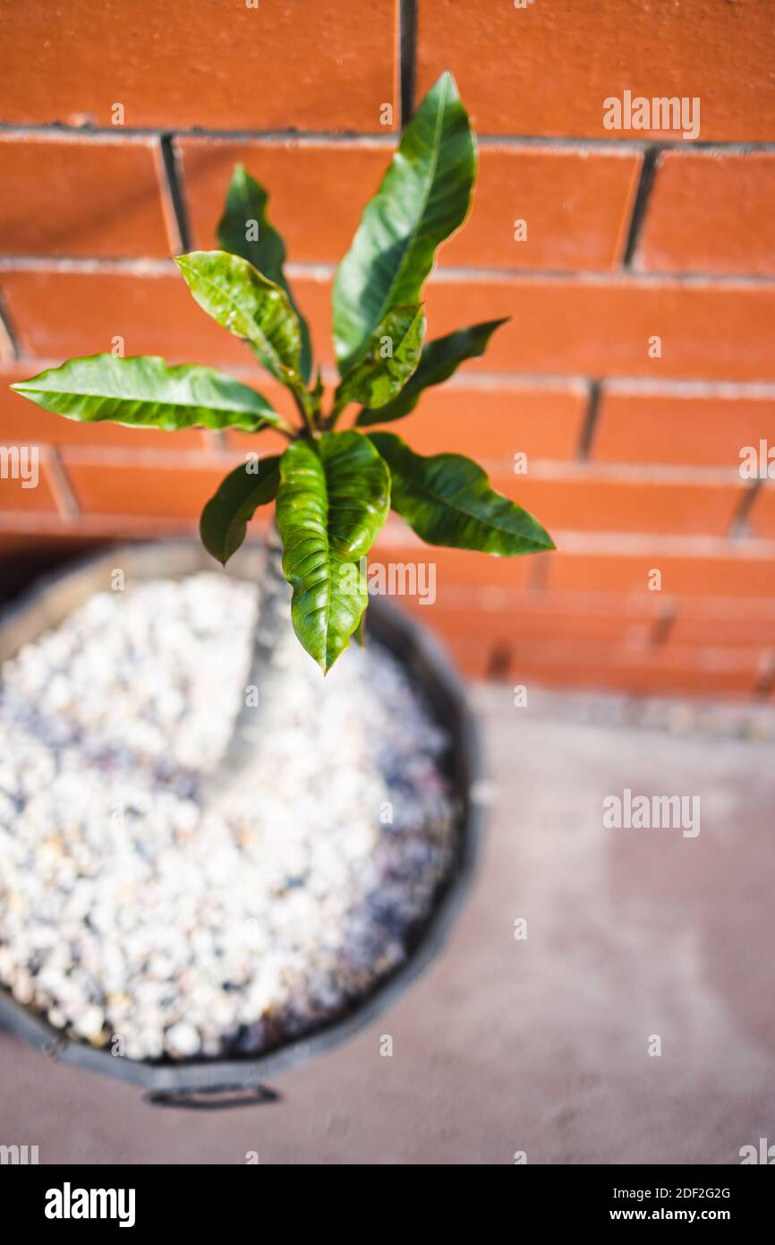 Frangipani pot hi-res stock photography and images - Alamy