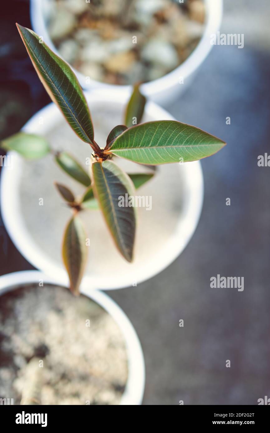 Frangipani Pot High Resolution Stock Photography and Images - Alamy