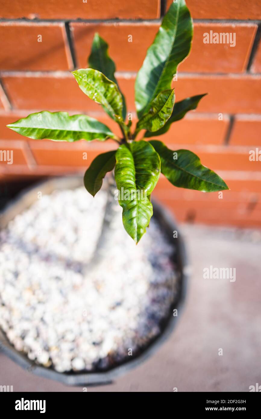 Frangipani pot plant hi-res stock photography and images - Alamy
