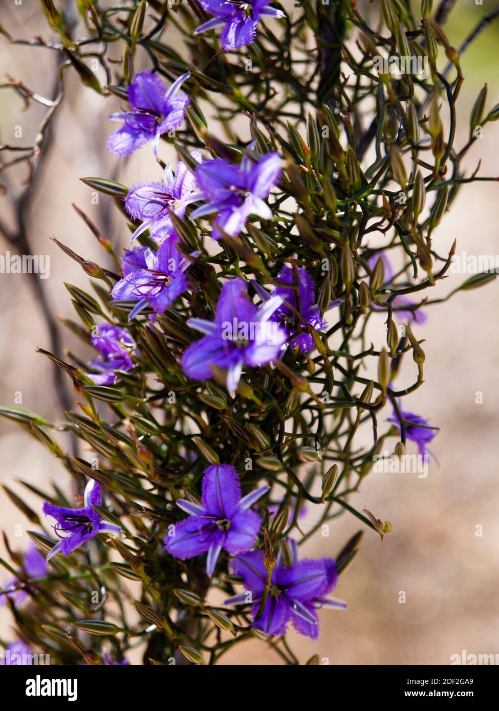 Purple flowers of Thysanotus manglesianus (fringed lily) by the ...