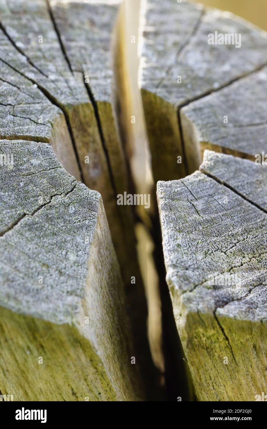 Cut in half tree hi-res stock photography and images - Alamy