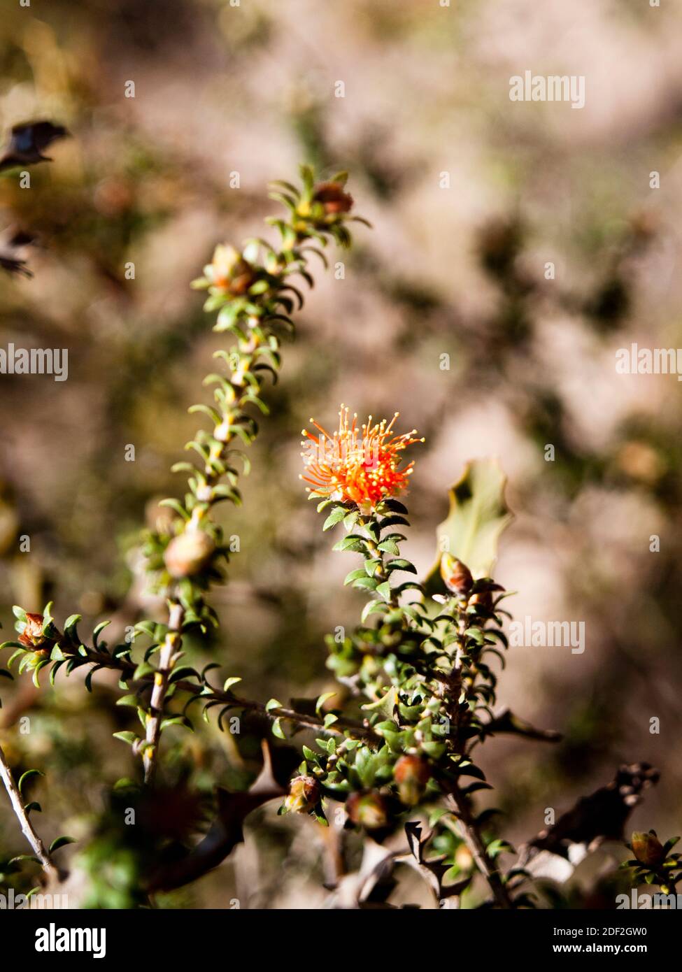 Orange wildflower Eremaea beaufortioides (Round Leaf Eremaea) in ...