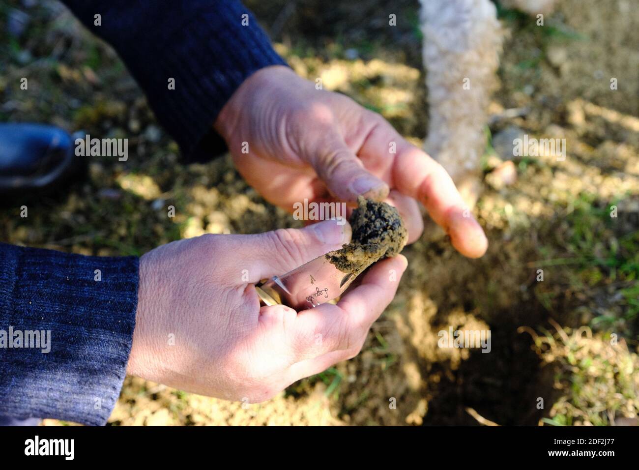 A truffle coming from the ground in Perille ( Aude) at the bottom of ...