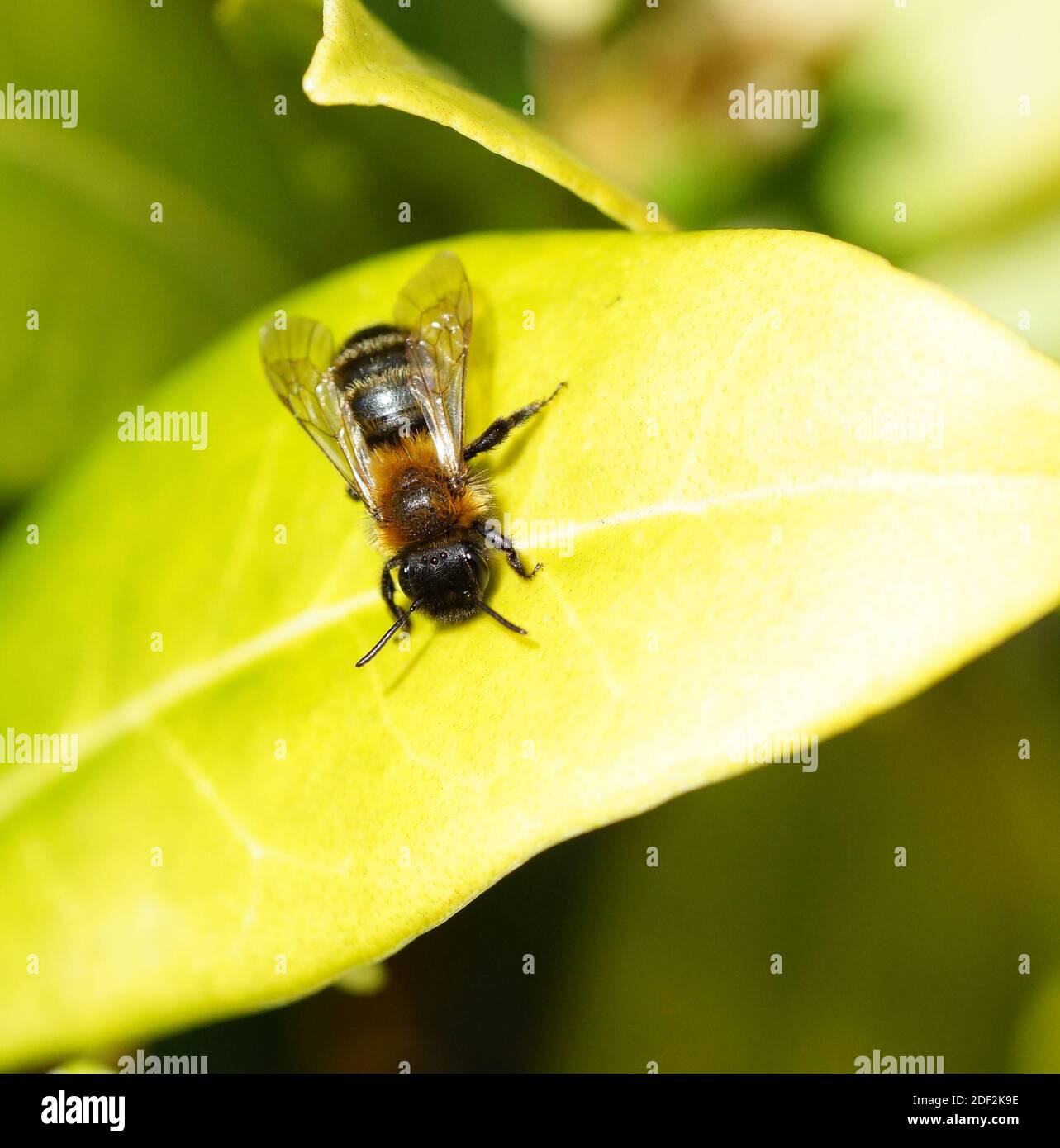 A selective focus shot of a small bee on a leaf with a blurred ...