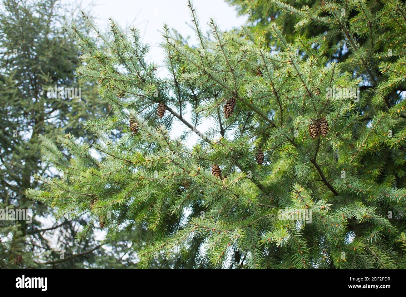 The branches of a tree with leaves next to each other Stock Photo - Alamy
