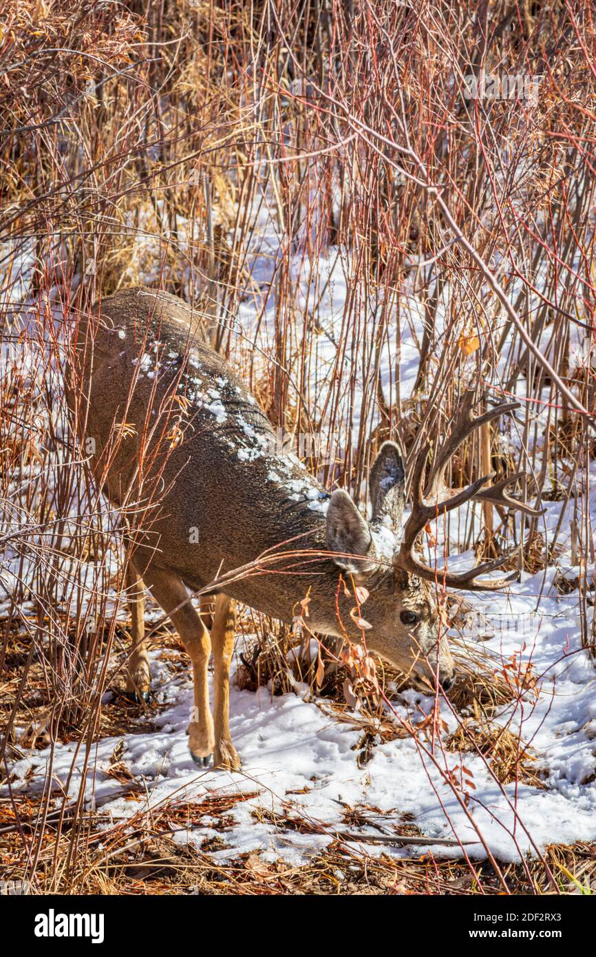 Rocky mountain mule deer hi-res stock photography and images - Alamy