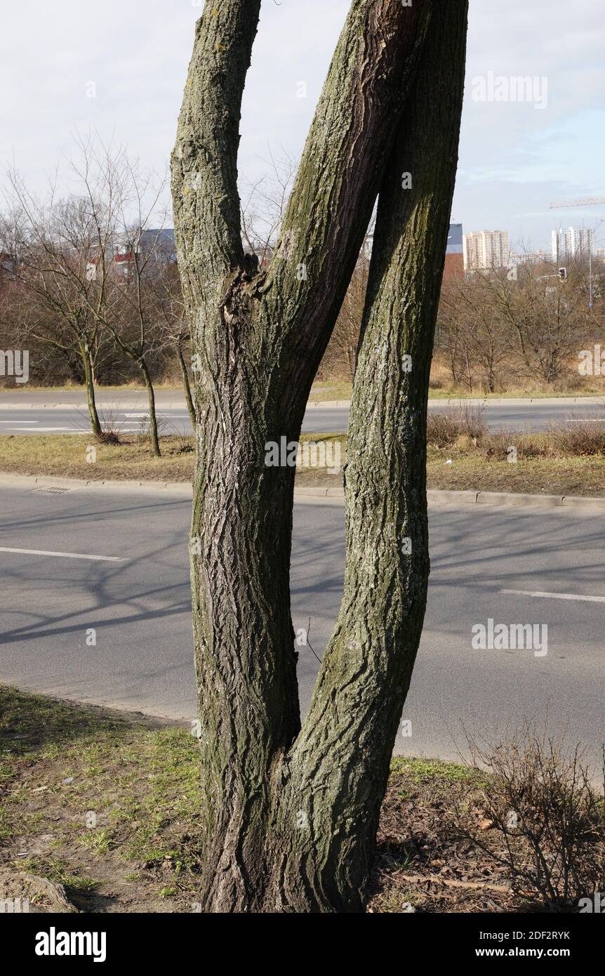 A vertical shot of a tree surrounded by others in the park in front of ...