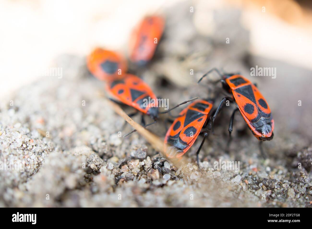 Several red bugs on the ground Stock Photo - Alamy